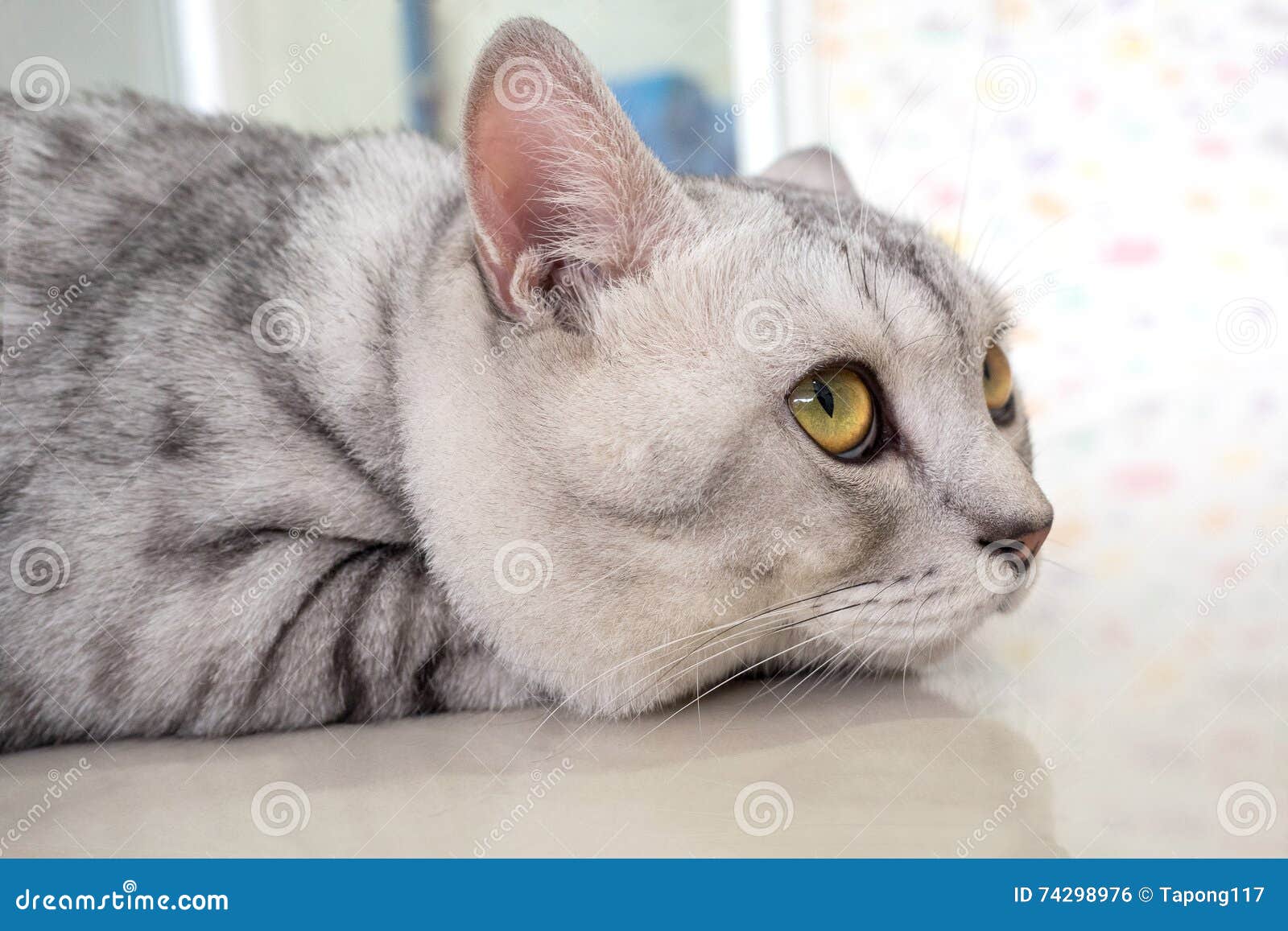 Bored cat stock photo. Image of closeup, look, blue, american - 74298976