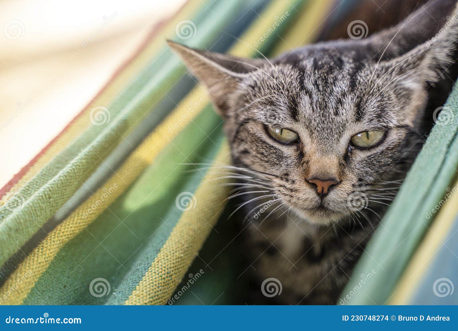 Bored cat just awake stock photo. Image of frontal, closeup - 230748274
