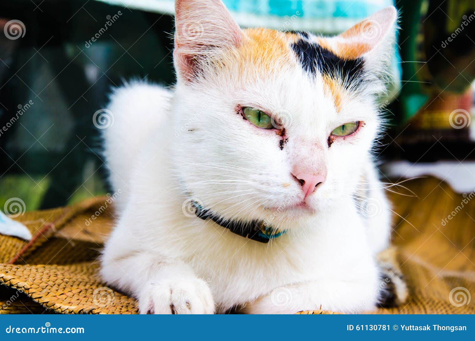 Bored cat stock image. Image of white, looking, kitten - 61130781