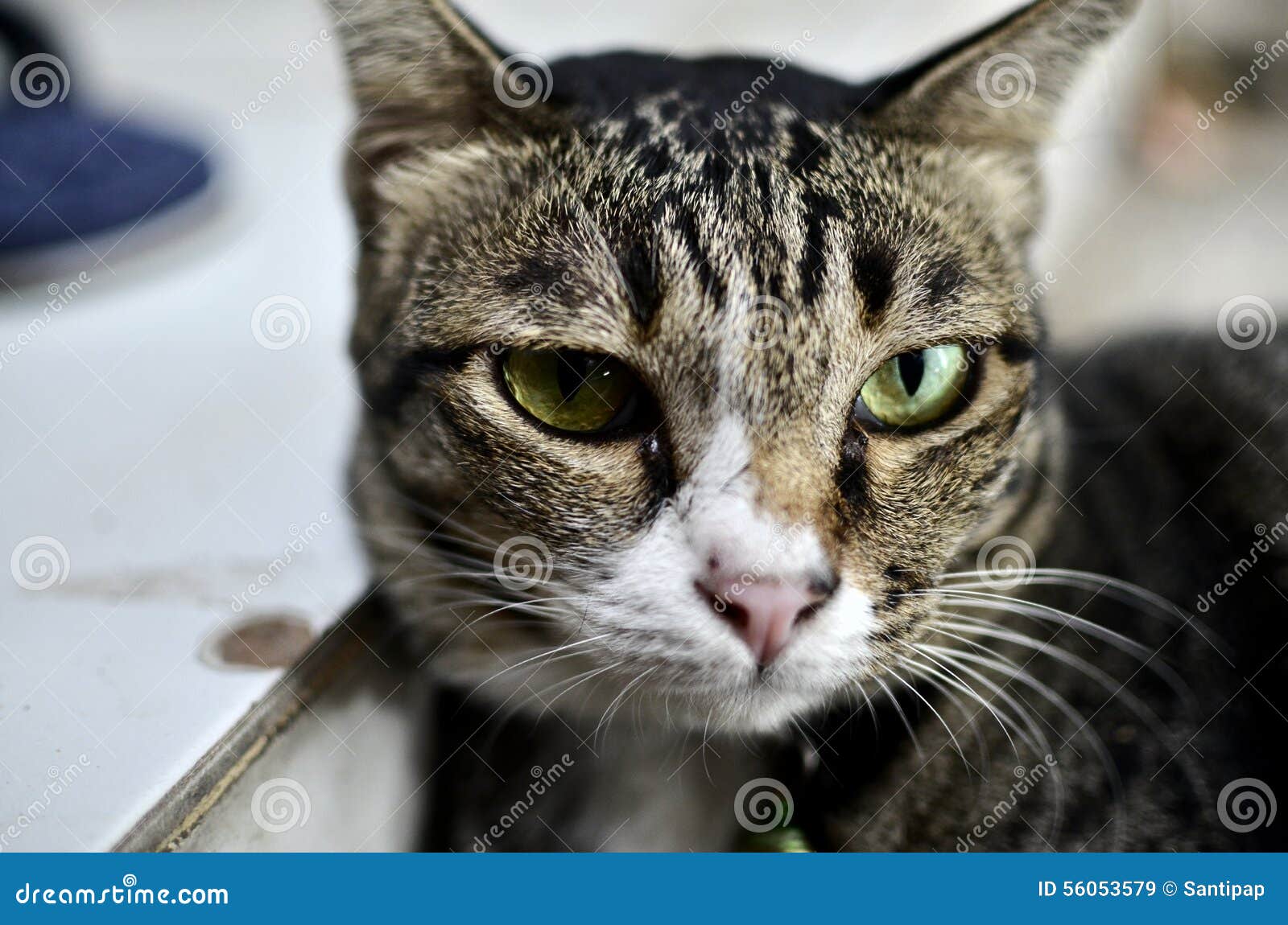 Bored Cat stock image. Image of brown, fluffy, lazy, portrait - 56053579