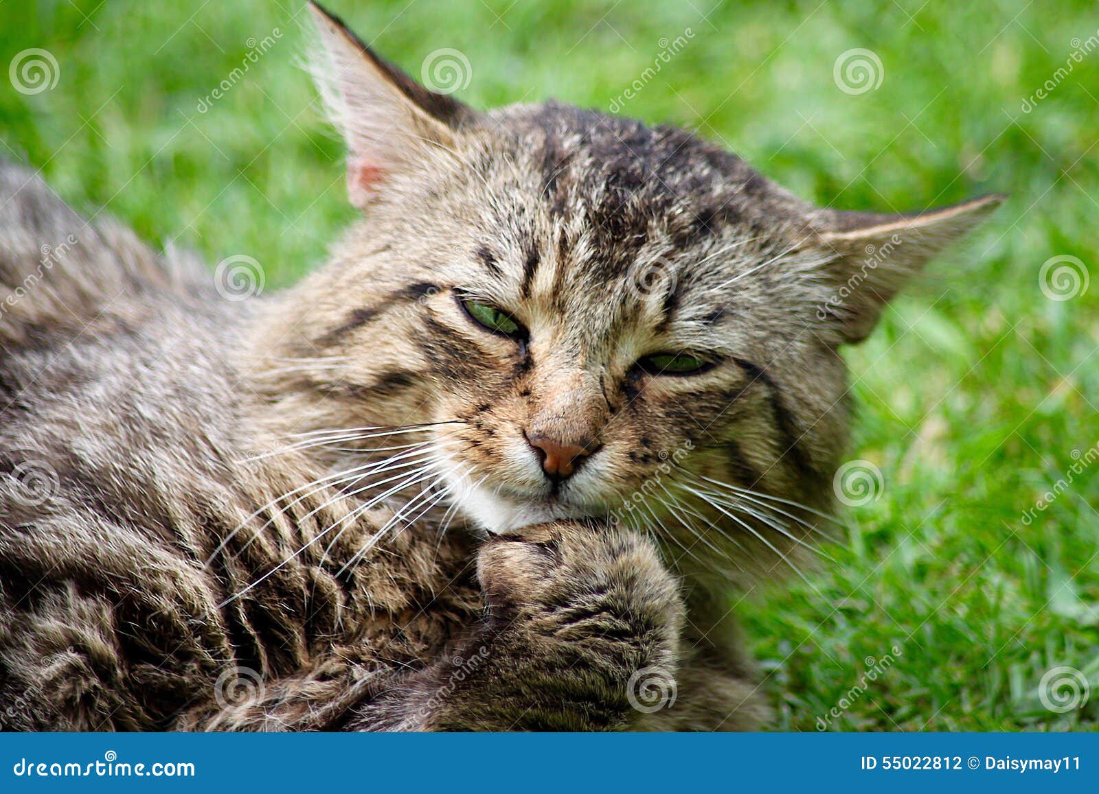 Bored cat stock photo. Image of thinking, fedup, thinker - 55022812