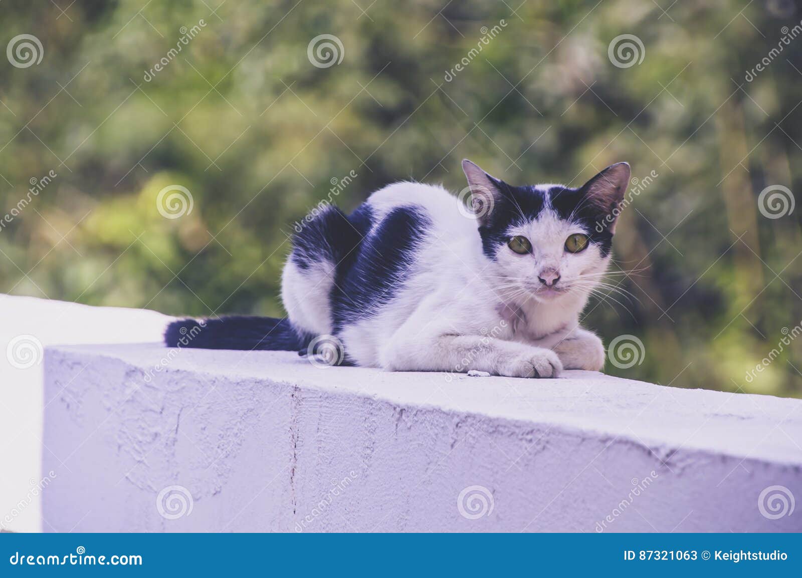 Bored cat stock image. Image of face, looking, eyes, cute - 87321063