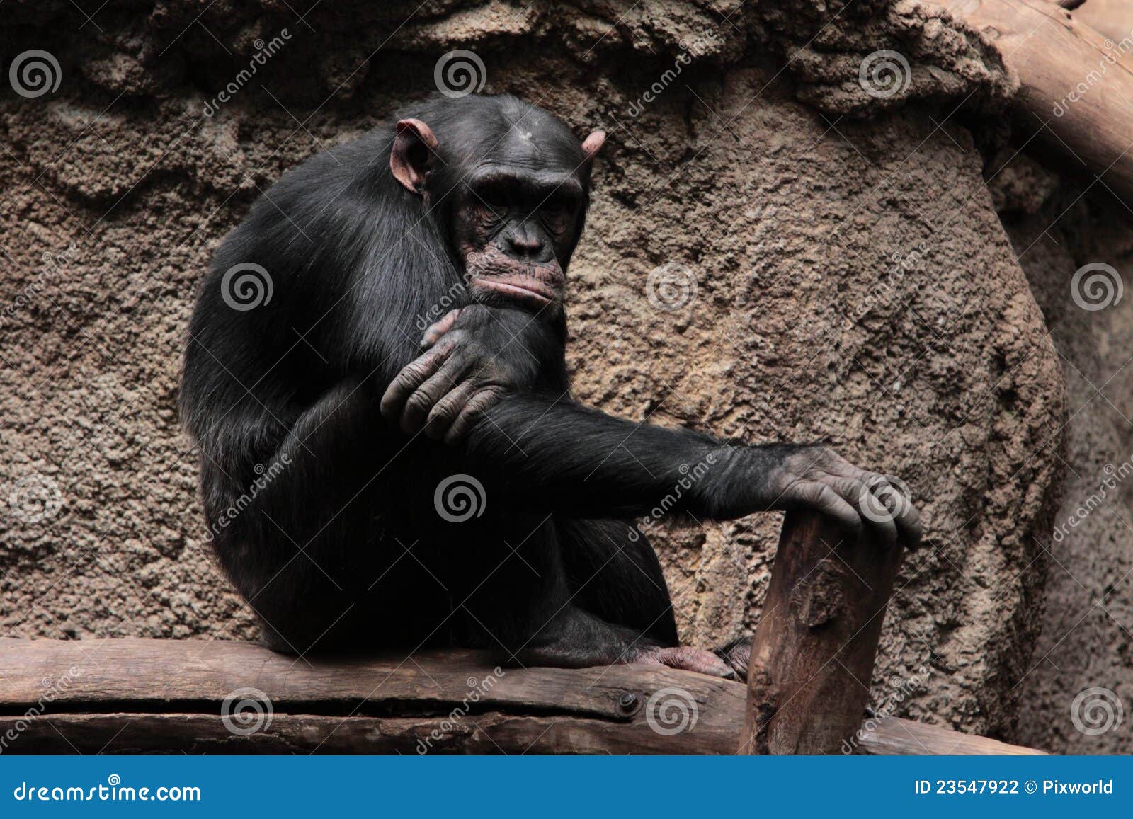 Bored chimpanzee stock photo. Image of young, bored, lazy - 23547922