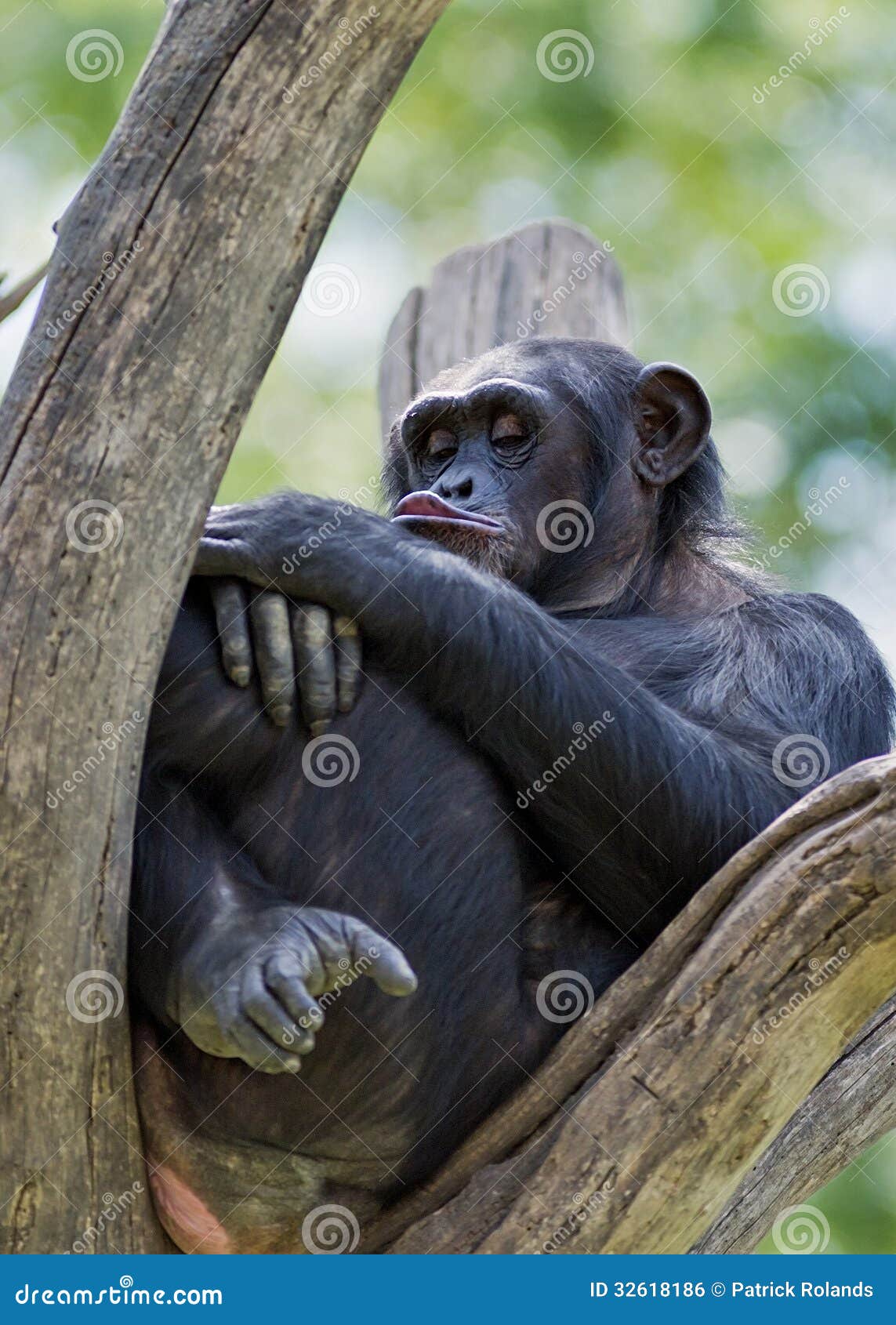 Bored chimpanzee stock photo. Image of relax, tree, african - 32618186