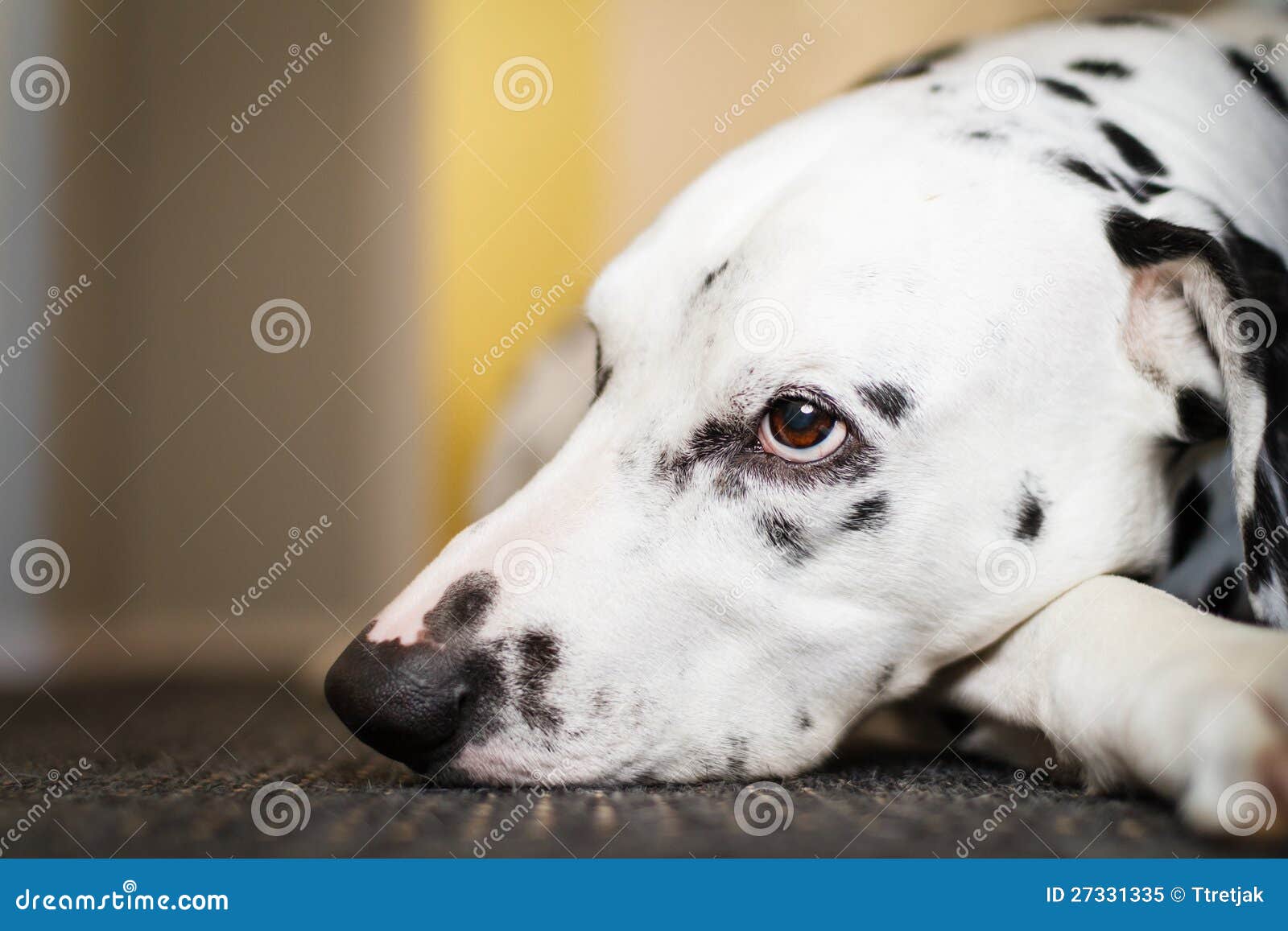 Bored dog stock image. Image of head, obedient, dreaming - 27331335