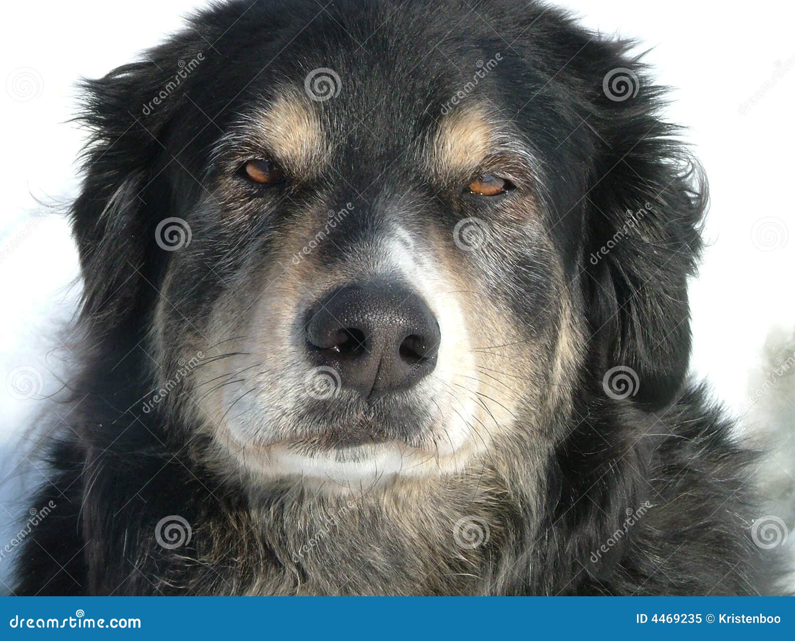 Bored dog stock image. Image of dogs, head, shepard, canine - 4469235