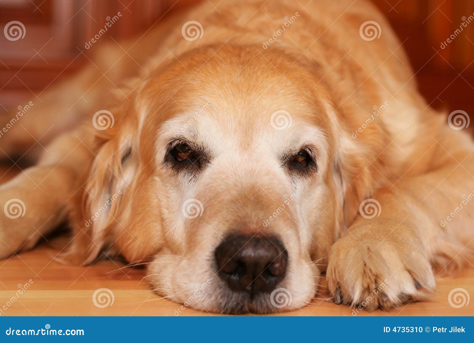 Bored dog stock photo. Image of animal, footed, brainy - 4735310