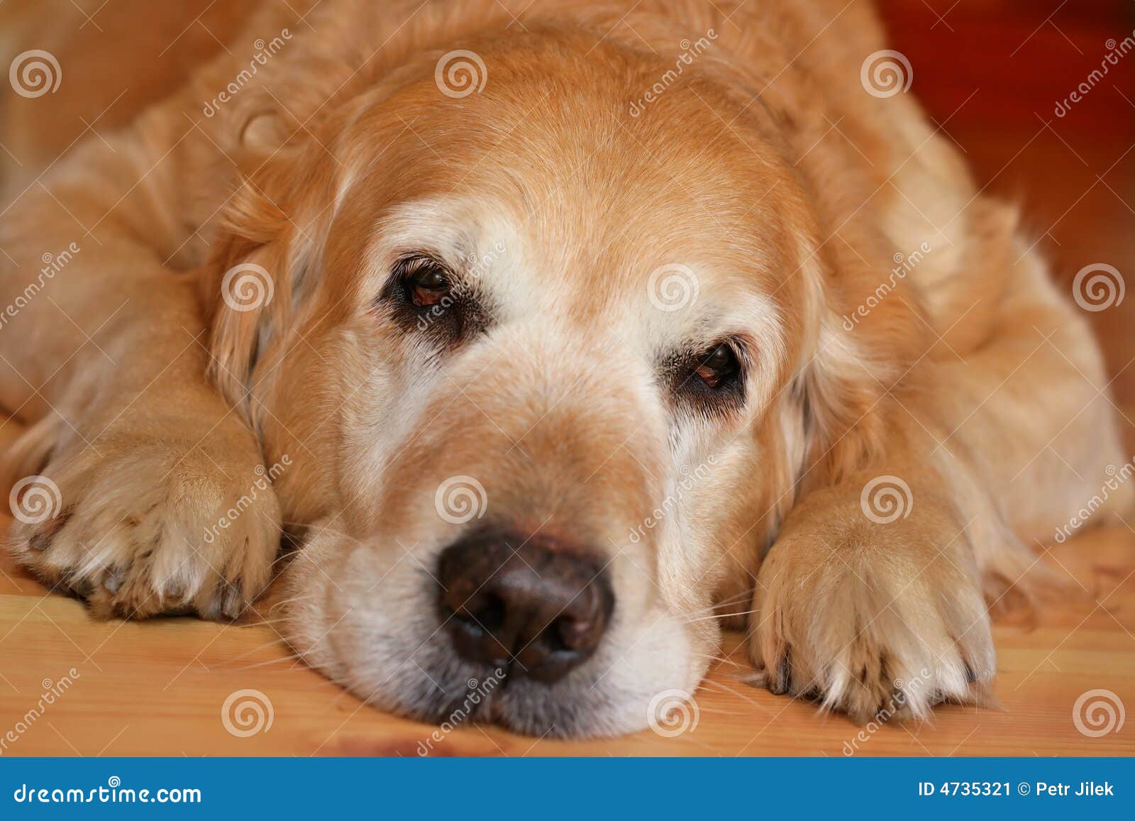 Bored dog stock image. Image of faithful, love, health - 4735321