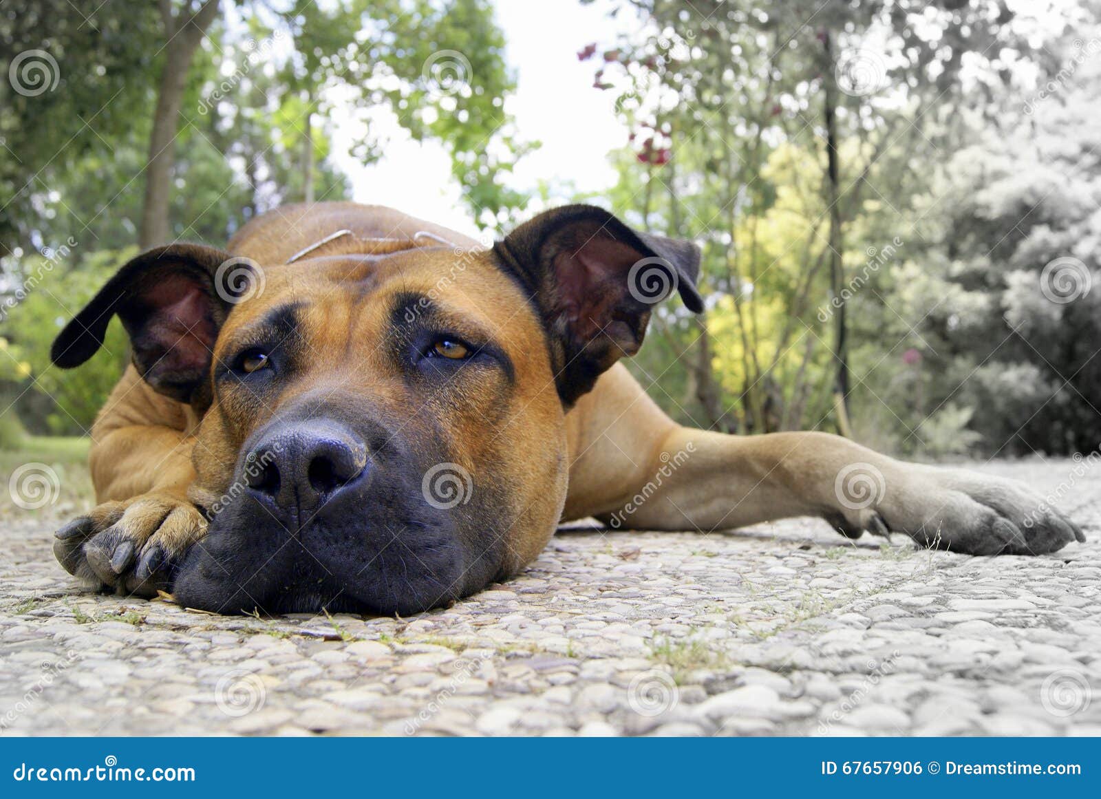 Bored dog stock photo. Image of canary, resting, brown - 67657906