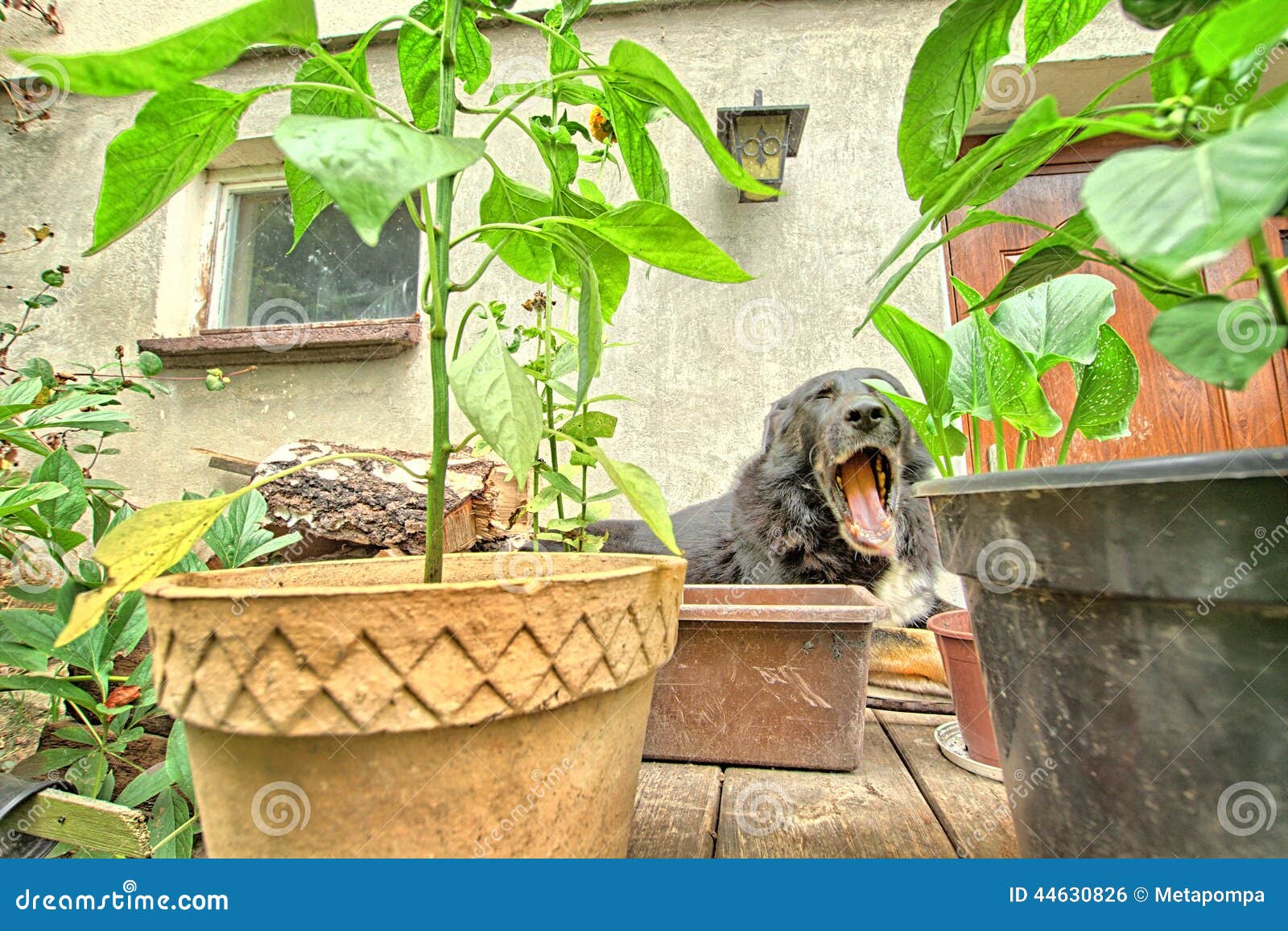 Bored dog on the table stock photo. Image of table, bored - 44630826