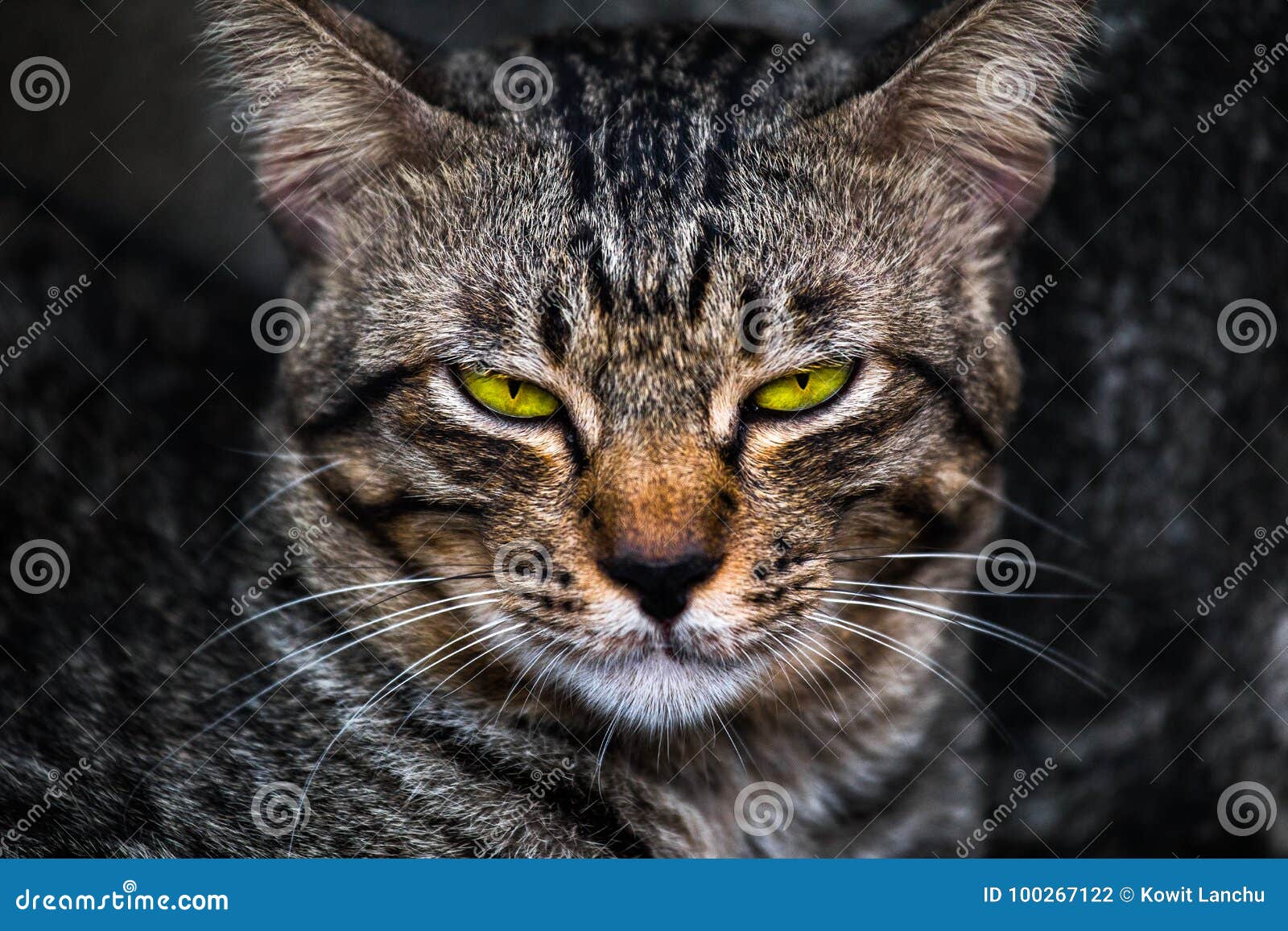 Bored face of a cat stock photo. Image of kitty, emotional - 100267122