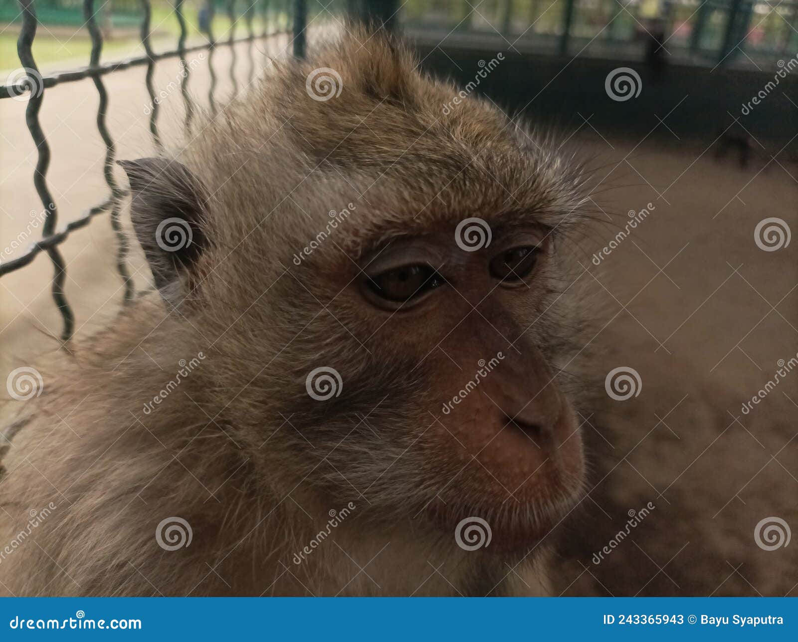 Bored face monkey stock image. Image of bored, monkey - 243365943