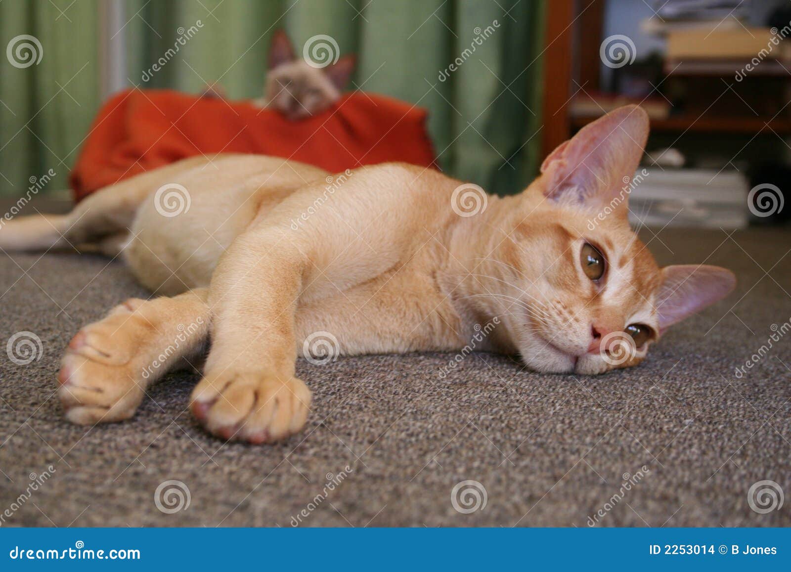 Bored kitten stock photo. Image of bored, grey, mandalay - 2253014