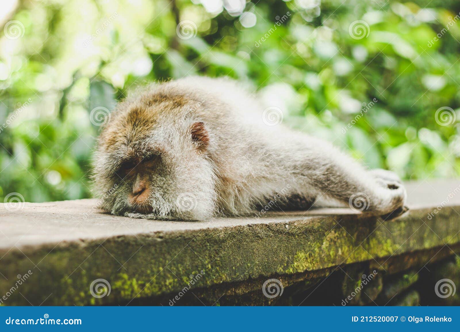 Bored Lazy Monkey Macaque or the Long-tailed Macaque Lying and Taking ...