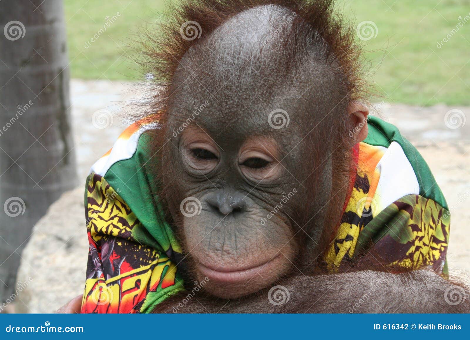 Bored Monkey stock photo. Image of shirt, furry, hair, waiting - 616342
