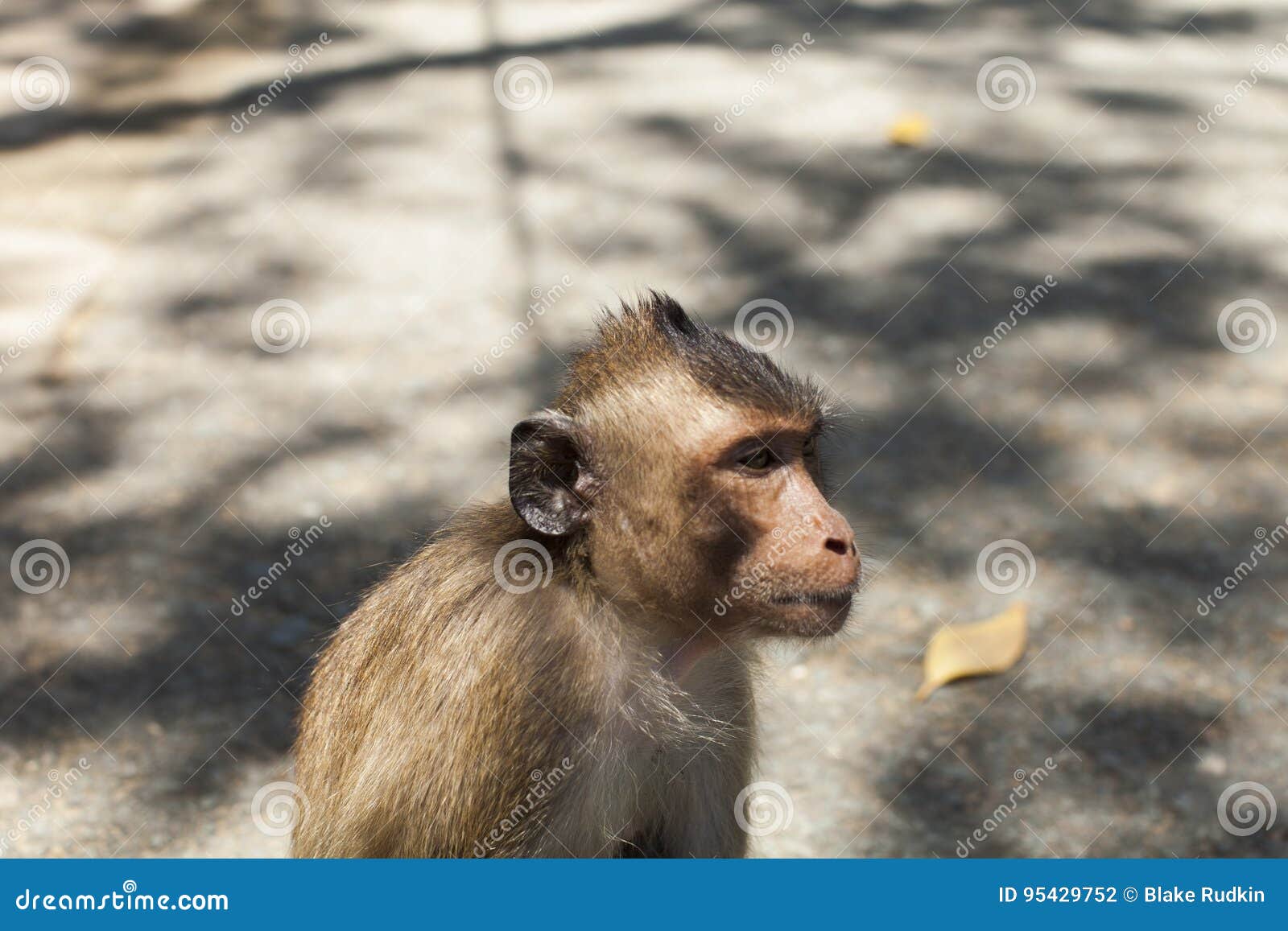 Bored monkey stock photo. Image of side, shadows, sitting - 95429752