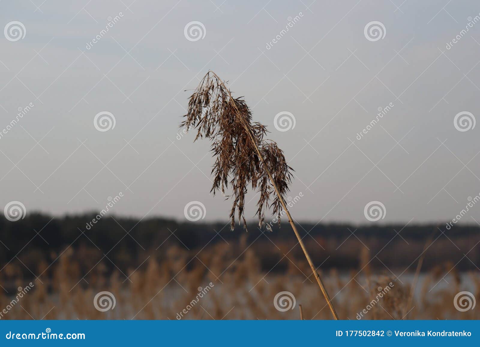 Alone plant in spring stock photo. Image of plant, spring - 177502842