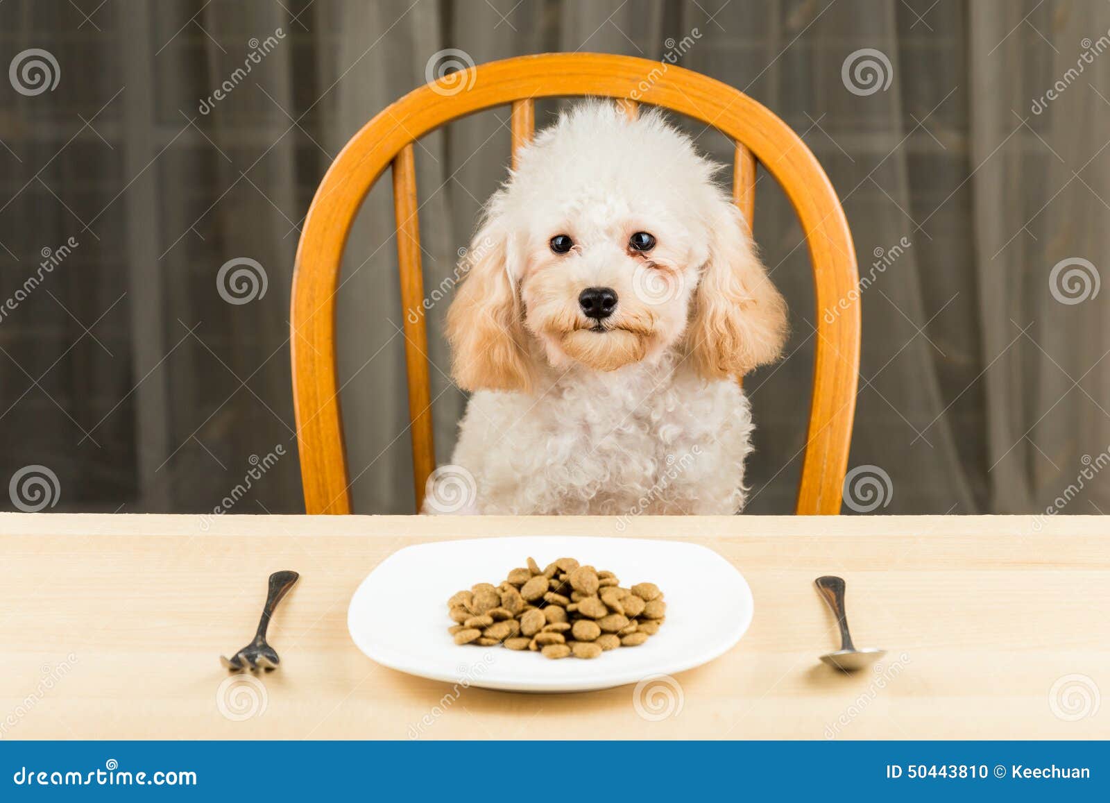 A Bored And Uninterested Poodle Puppy With A Plate Of Kibbles On The ...