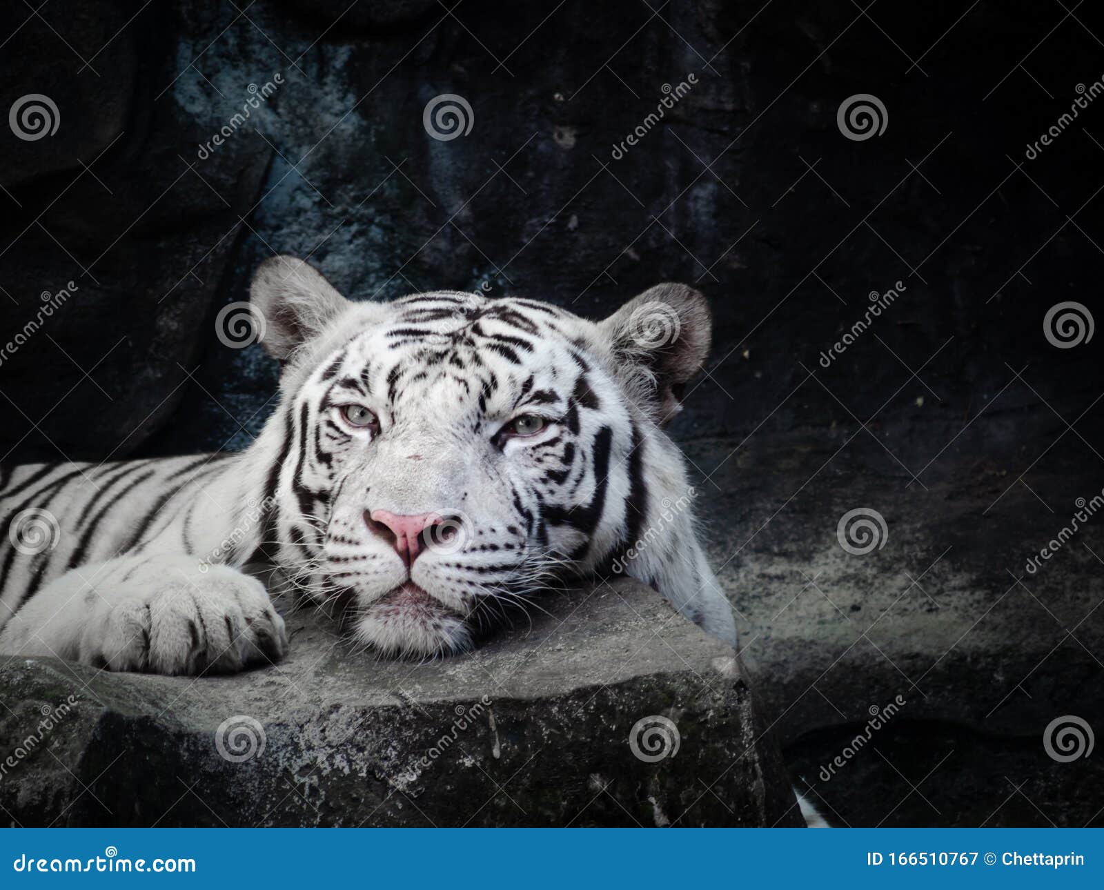 Bored White Tiger in the Zoo Stock Image - Image of carnivore, black ...