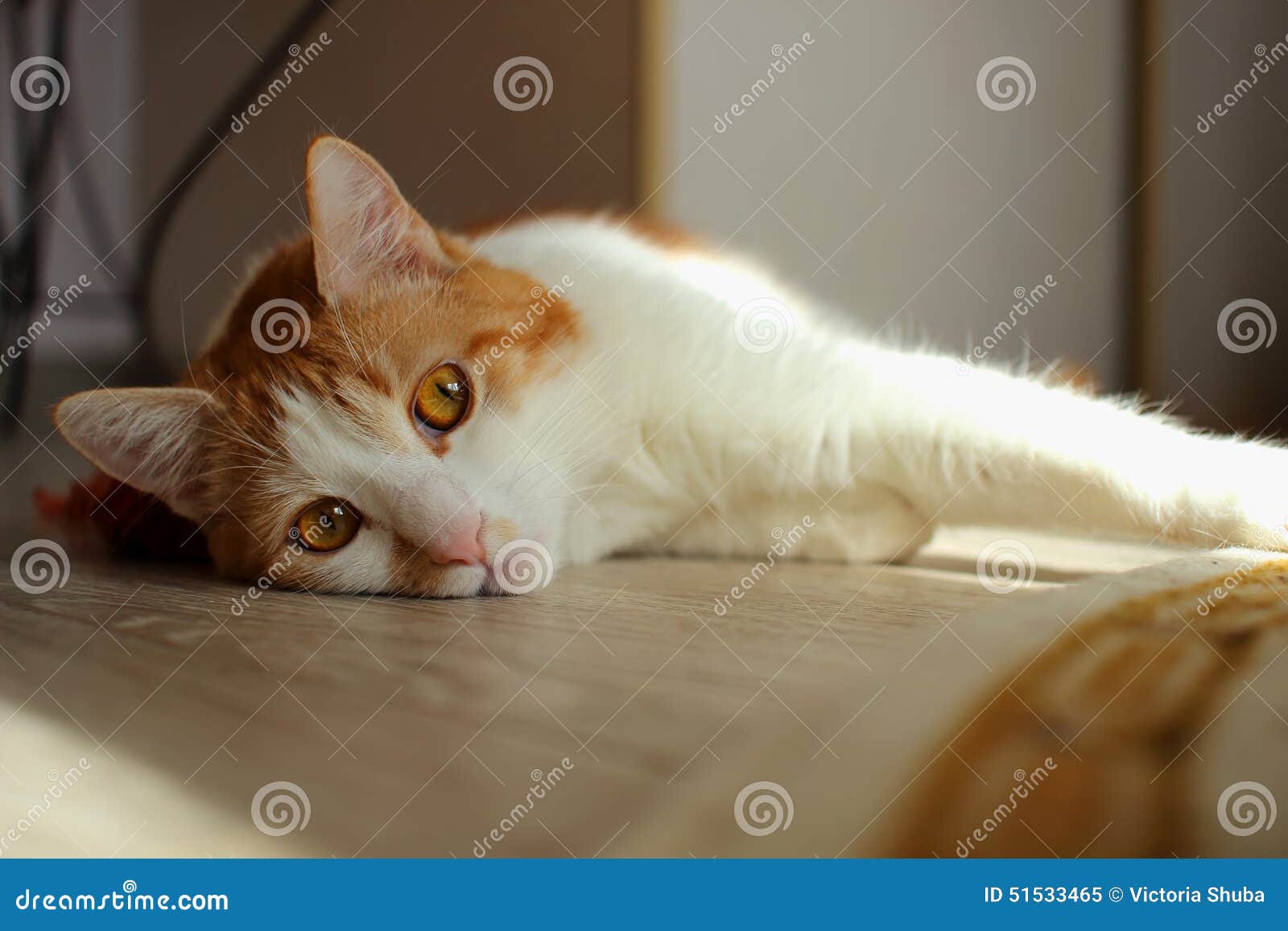 Bored young cat stock image. Image of animals, resting - 51533465