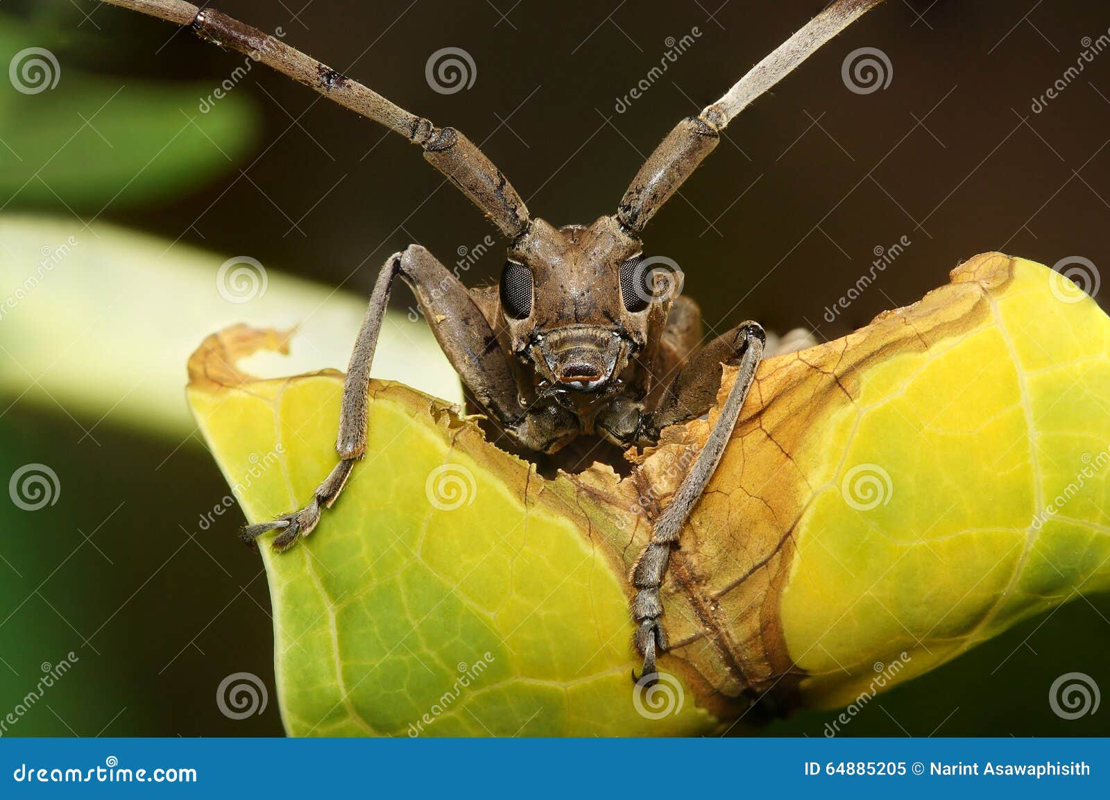 Borer Beetle Royalty-Free Stock Photography | CartoonDealer.com #64885205
