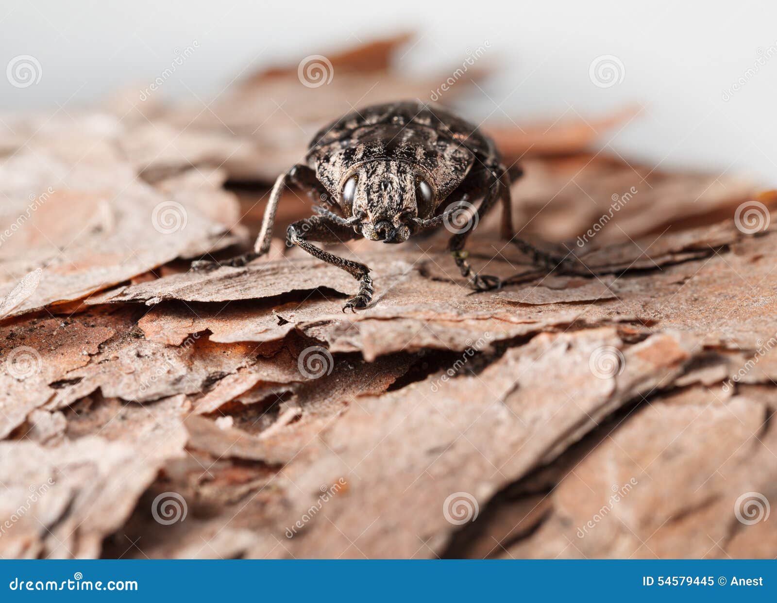 Borer beetle on pine bark stock image. Image of macro - 54579445
