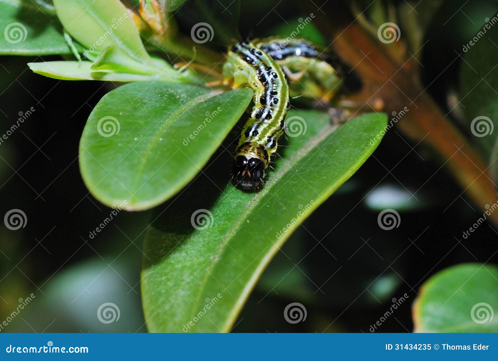 Borer boxwood stock image. Image of background, insects - 31434235