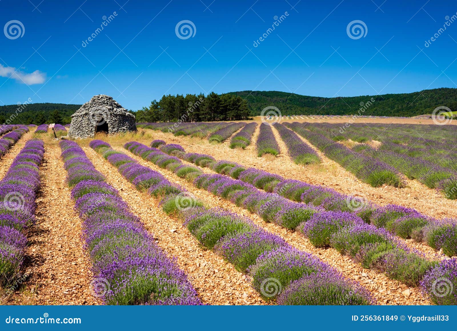 Bories Shetler in Lavender Fields Stock Image - Image of dream, harvest ...