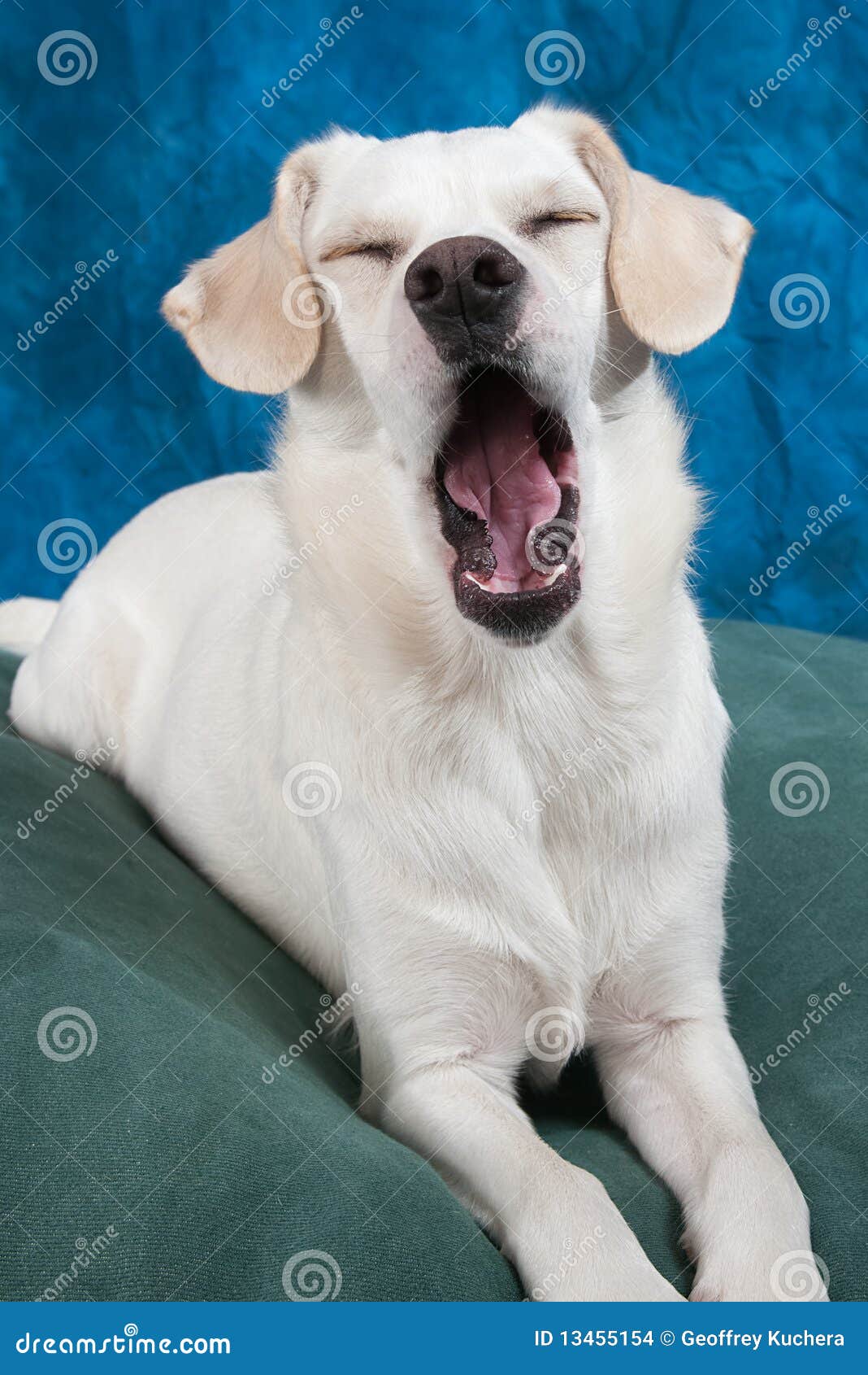 Boring! stock photo. Image of canine, critter, puppy - 13455154