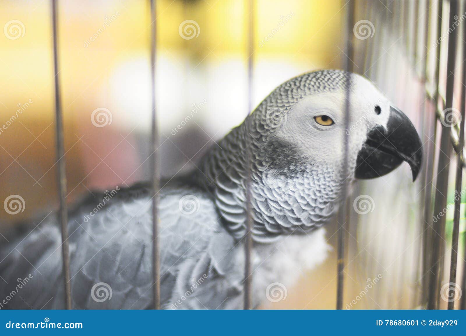 African Grey Parrot, Boring, Pet, Bird, Animals Stock Image - Image of ...