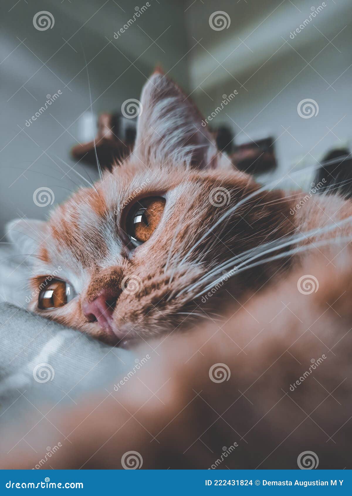 Boring cat stock photo. Image of kitten, animal, boring - 222431824