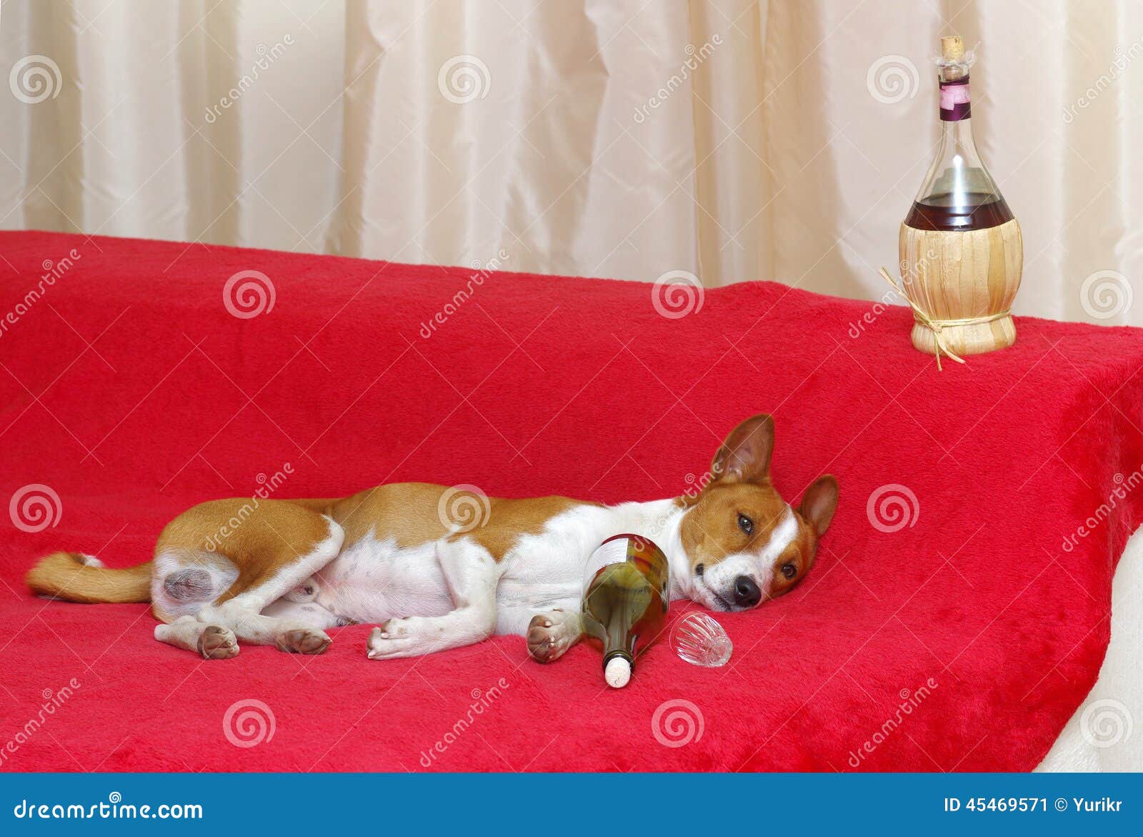 Boring Life of Alcoholic Dog Stock Image - Image of drunkard, absurd ...