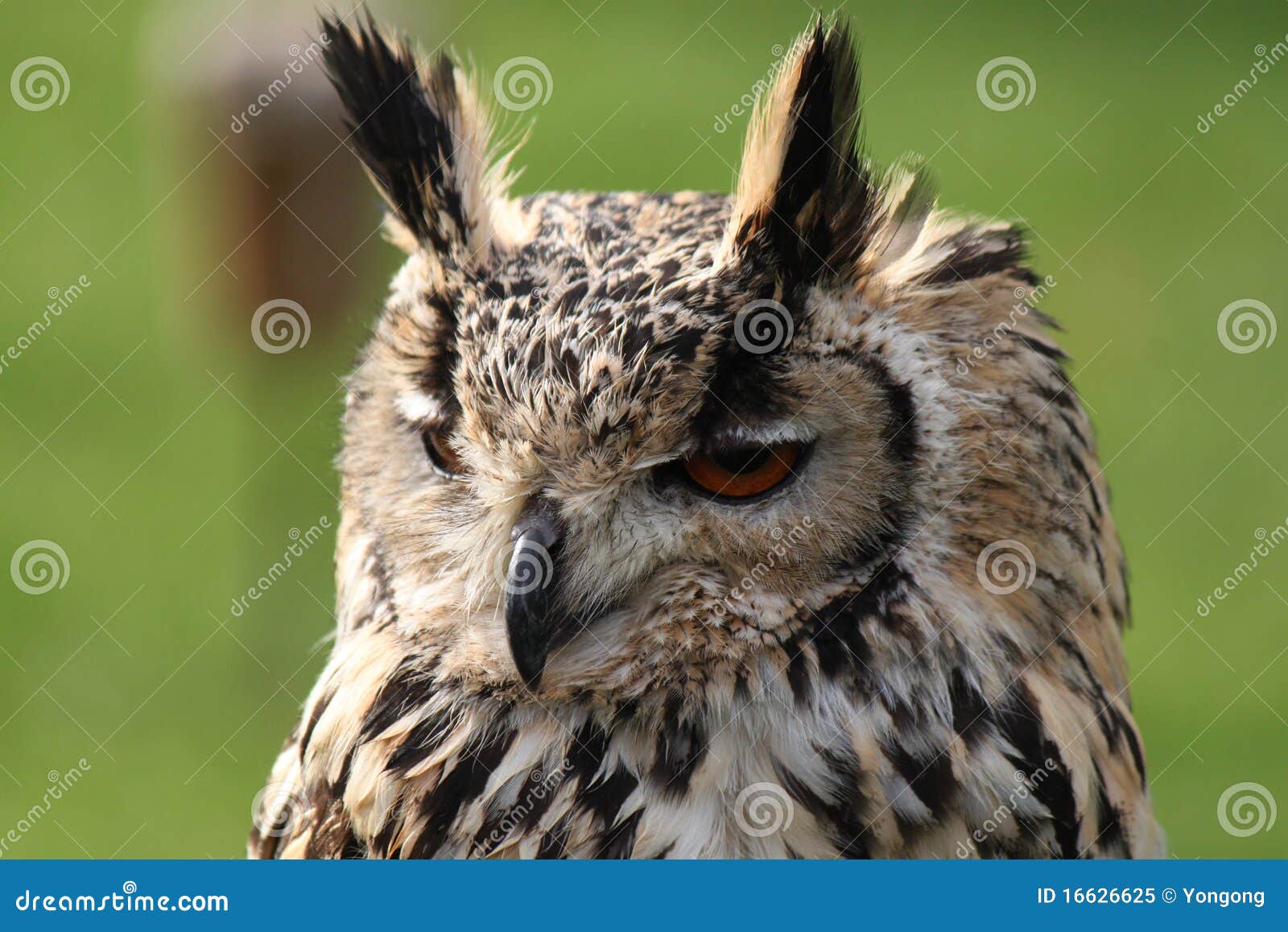 Boring Owl stock image. Image of pets, green, legoland - 16626625