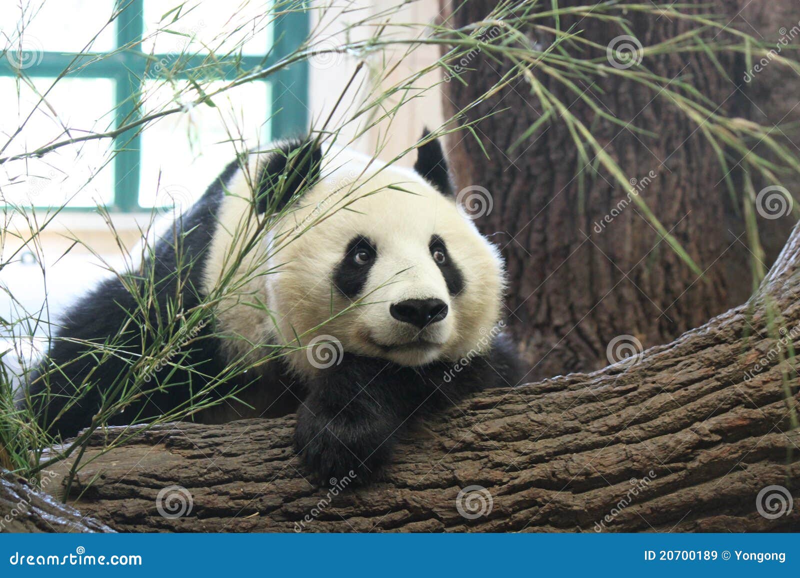 Boring Panda stock image. Image of vienna, boring, china - 20700189