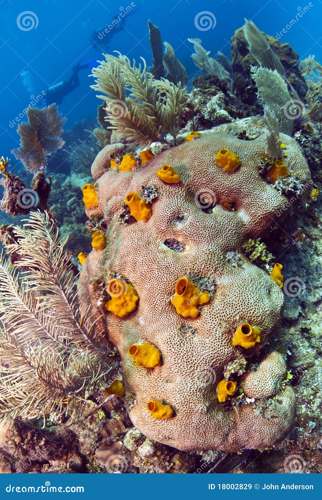 Sponge Brain In An Outline Stock Photography | CartoonDealer.com #15329024