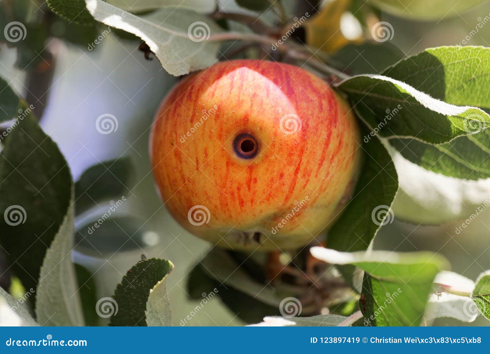 Codling Moth Larva, Cydia Pomonella Grub, Larva. Caterpillar Happily ...
