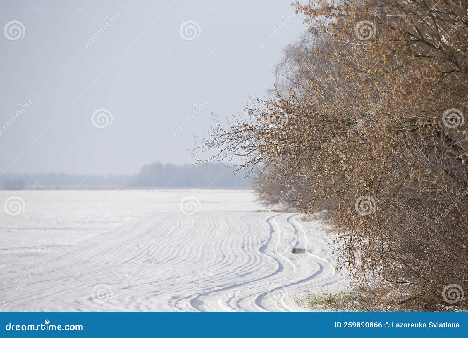 Boring winter landscape stock photo. Image of freshness - 259890866
