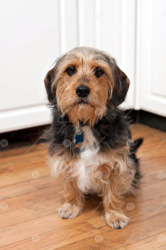 Borkie Dog Breed stock image. Image of canine, animal - 25537445