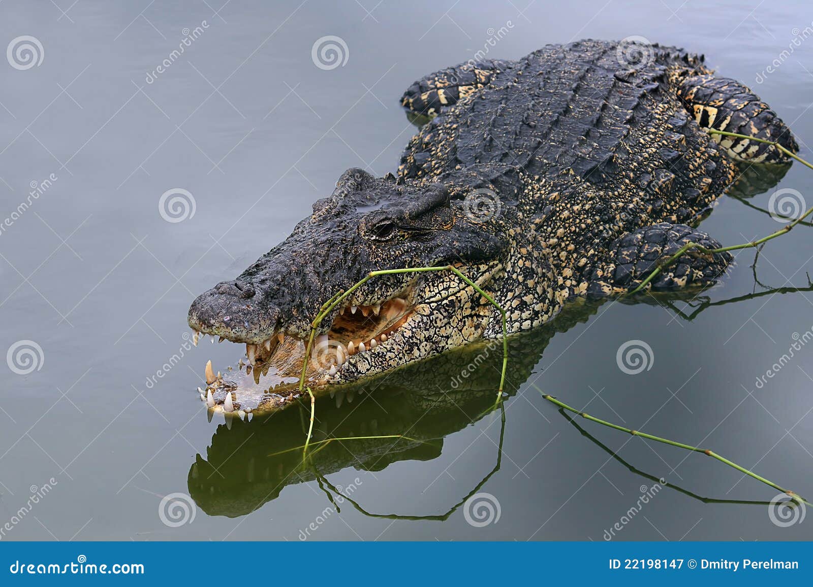 It Is A Born Killer (crocodile In The Water) Stock Image - Image of ...