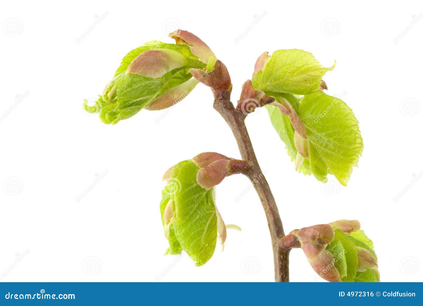 The Born of New Life in the Spring Stock Photo - Image of still, tree ...