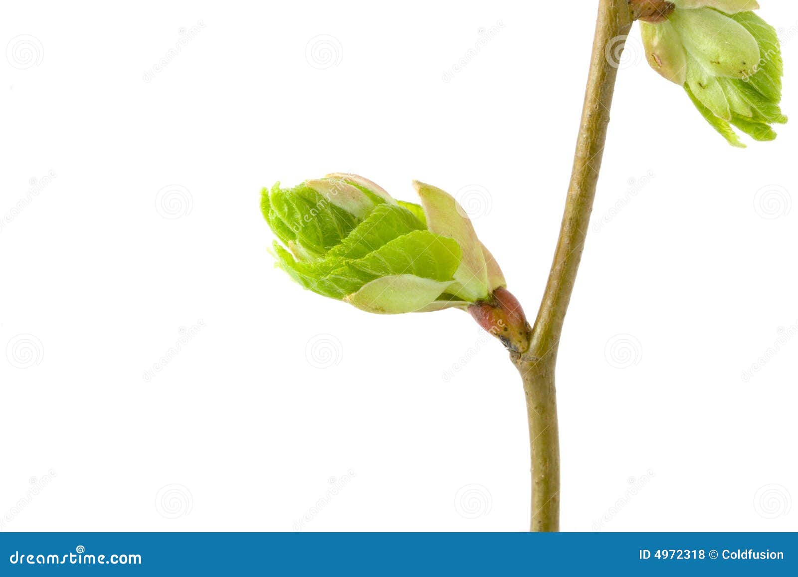 The Born of New Life in the Spring Stock Photo - Image of idyllic ...