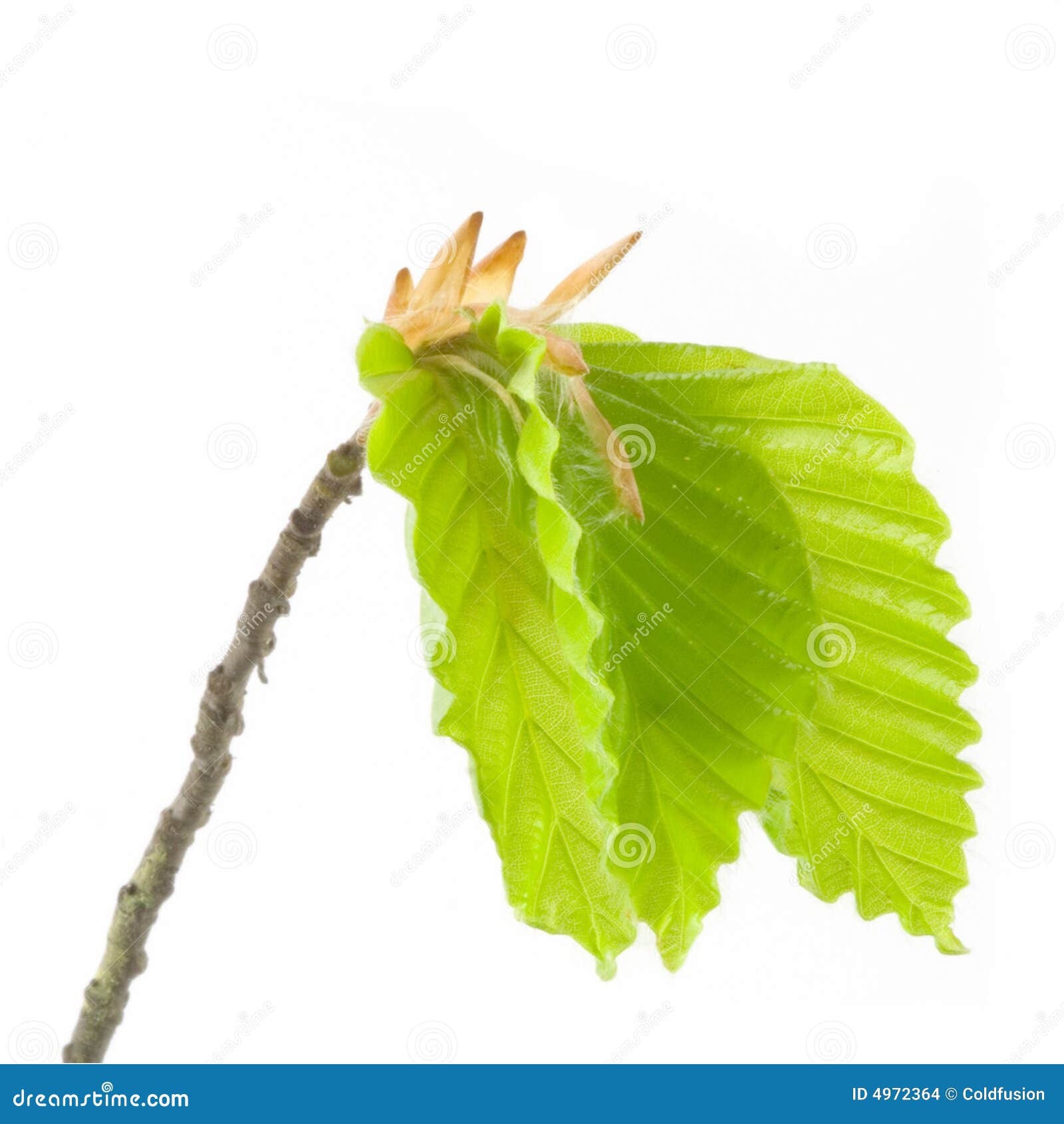 The Born of New Life in the Spring Stock Photo - Image of life, petal ...