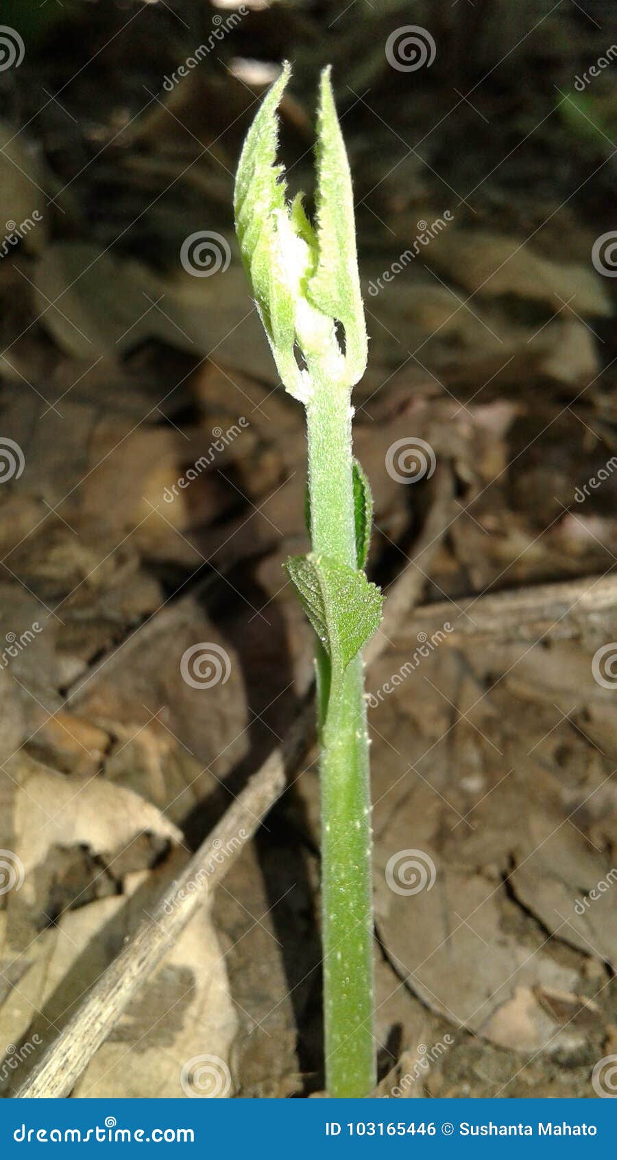 JANMA stock photo. Image of born, time, looking, pretty - 103165446