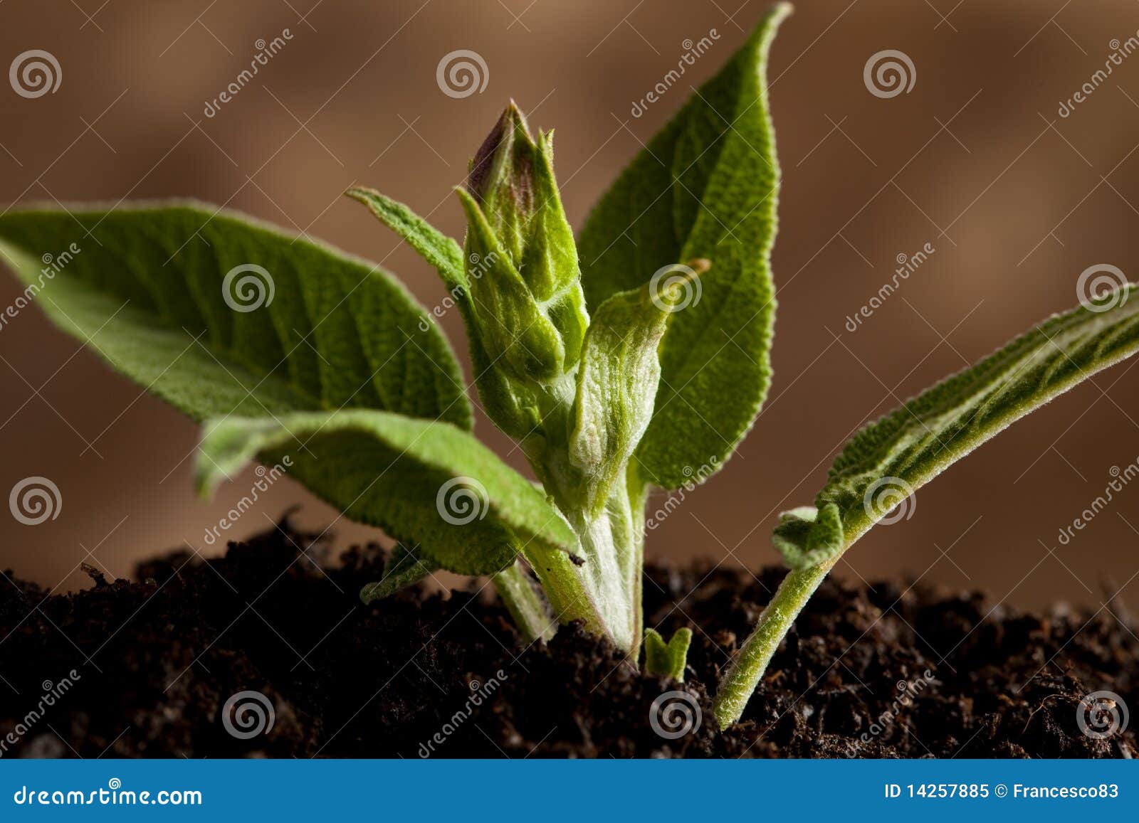 Born of a small sage plant stock image. Image of young - 14257885