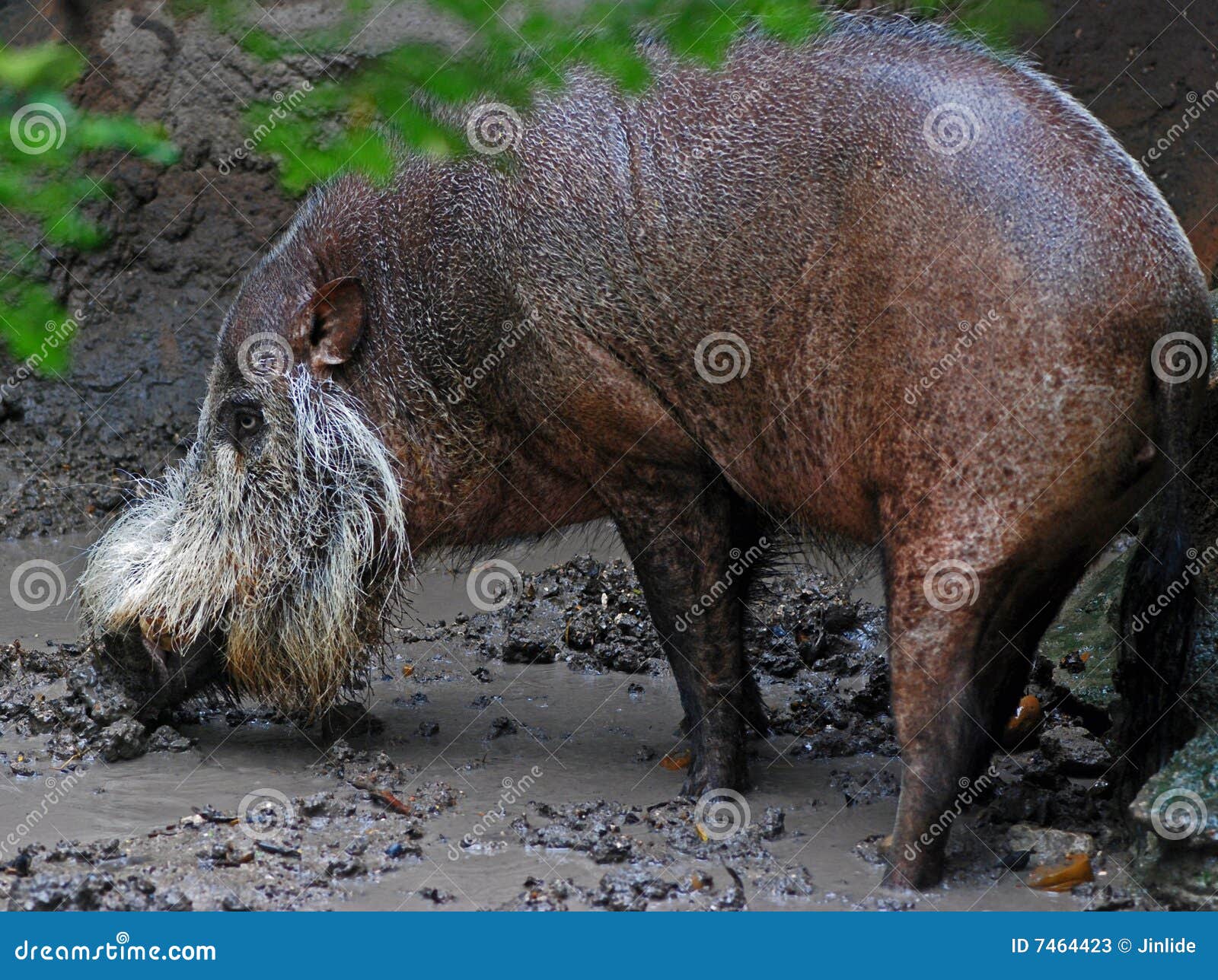 Bornean bearded pig stock image. Image of intelligent - 7464423