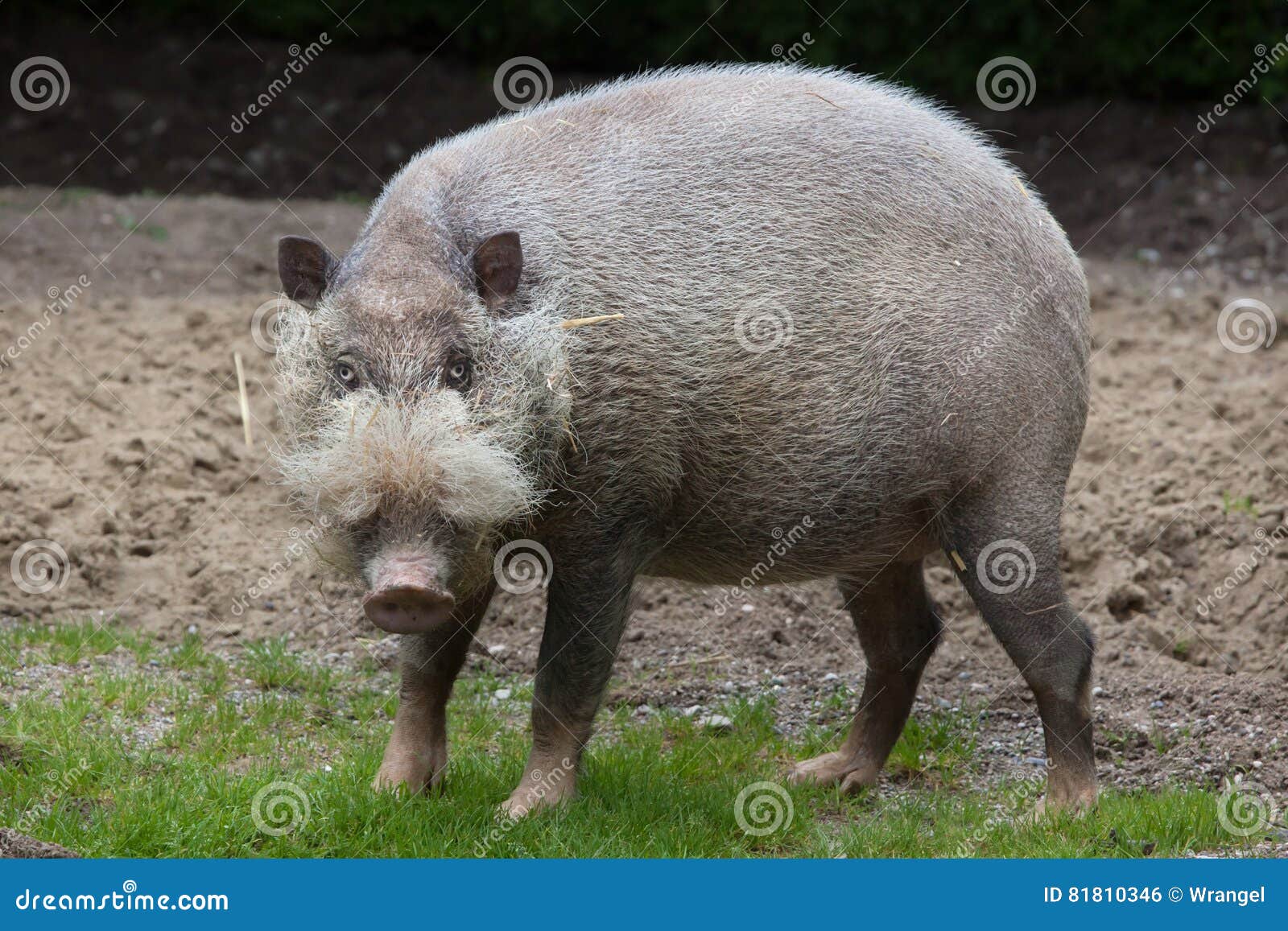 Bornean Bearded Pig Sus Barbatus Stock Photo - Image of toed, jungle ...