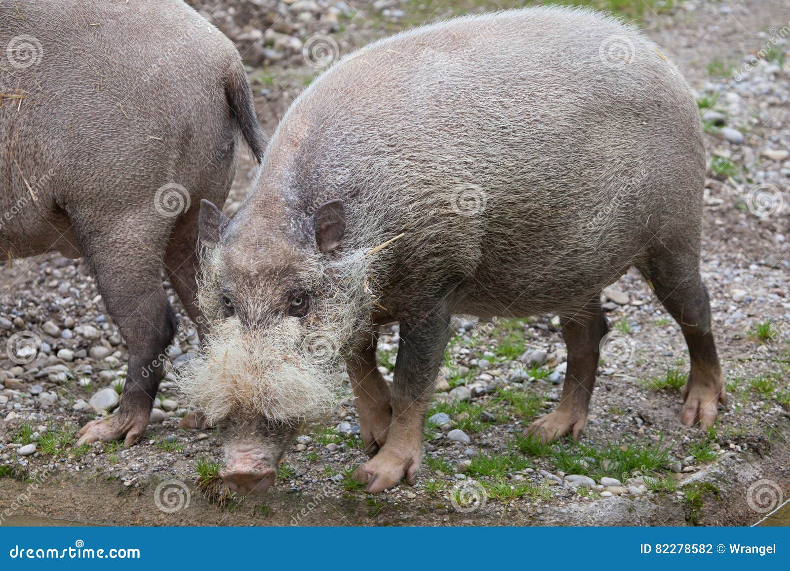 Bornean Bearded Pig Sus Barbatus Stock Photo - Image of mammalia, malay ...