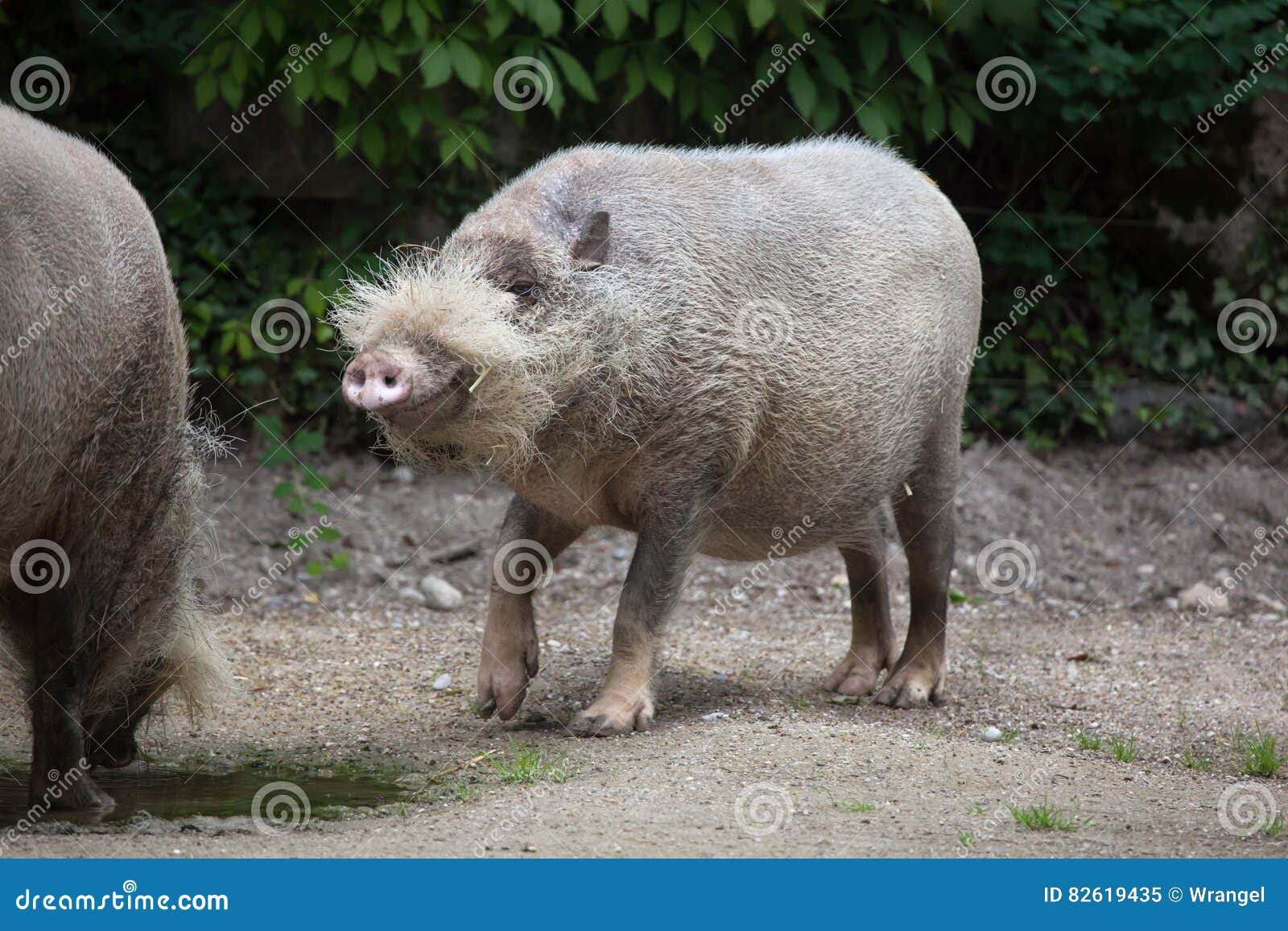 Bornean Bearded Pig Sus Barbatus Stock Image - Image of hoofed, forest ...