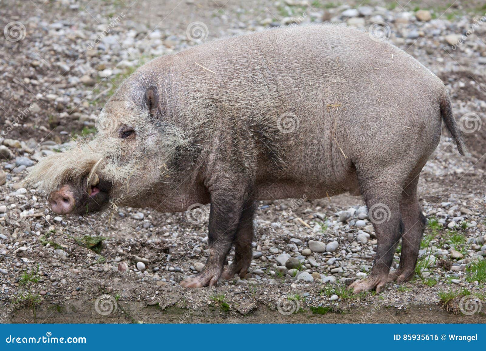 Bornean Bearded Pig Sus Barbatus Stock Photo - Image of fauna, mammalia ...