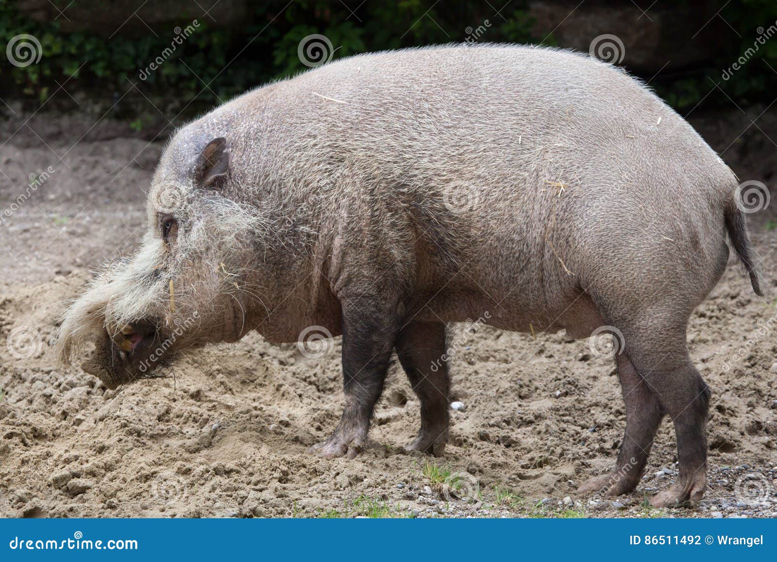 Bornean Bearded Pig Sus Barbatus Stock Photo - Image of forest ...